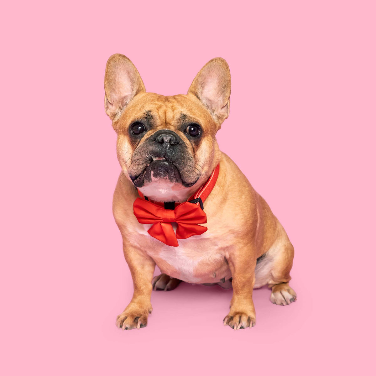 Baby Red - Dog Collar | daisyandpups