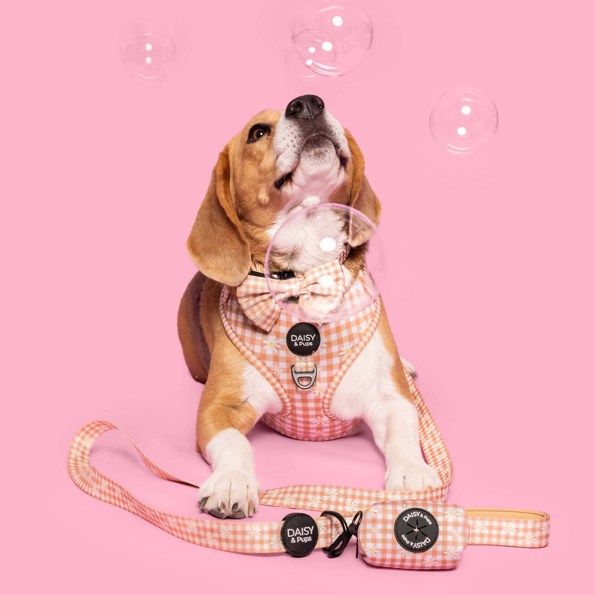 Chocolate Daisy - Dog Leash | daisyandpups