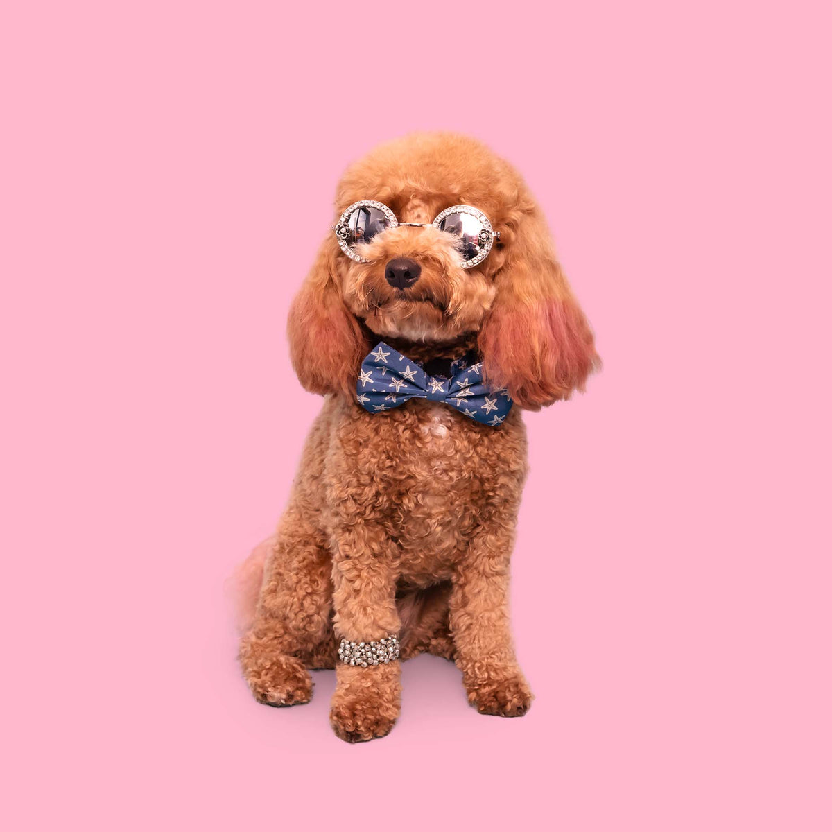 Ocean - Dog Bow Tie | daisyandpups