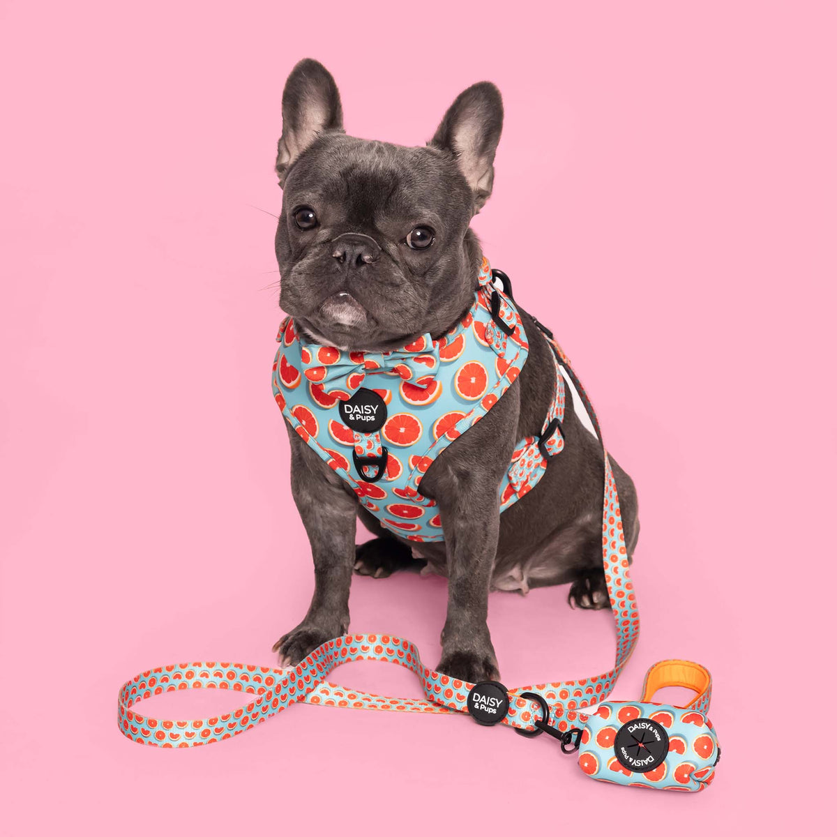 Orangitto - Dog Leash | daisyandpups