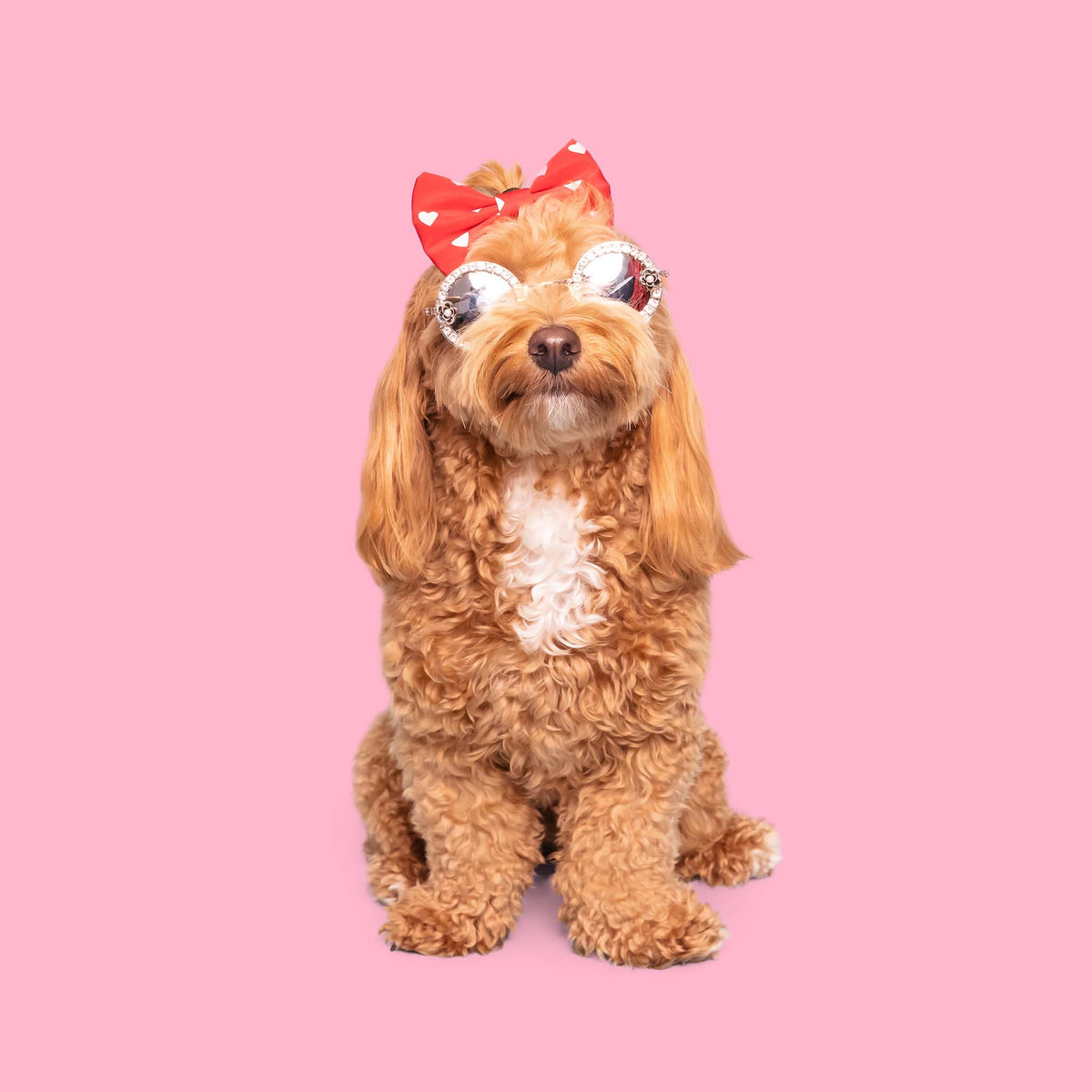 Amore - Dog Hair Bow Clip | daisyandpups