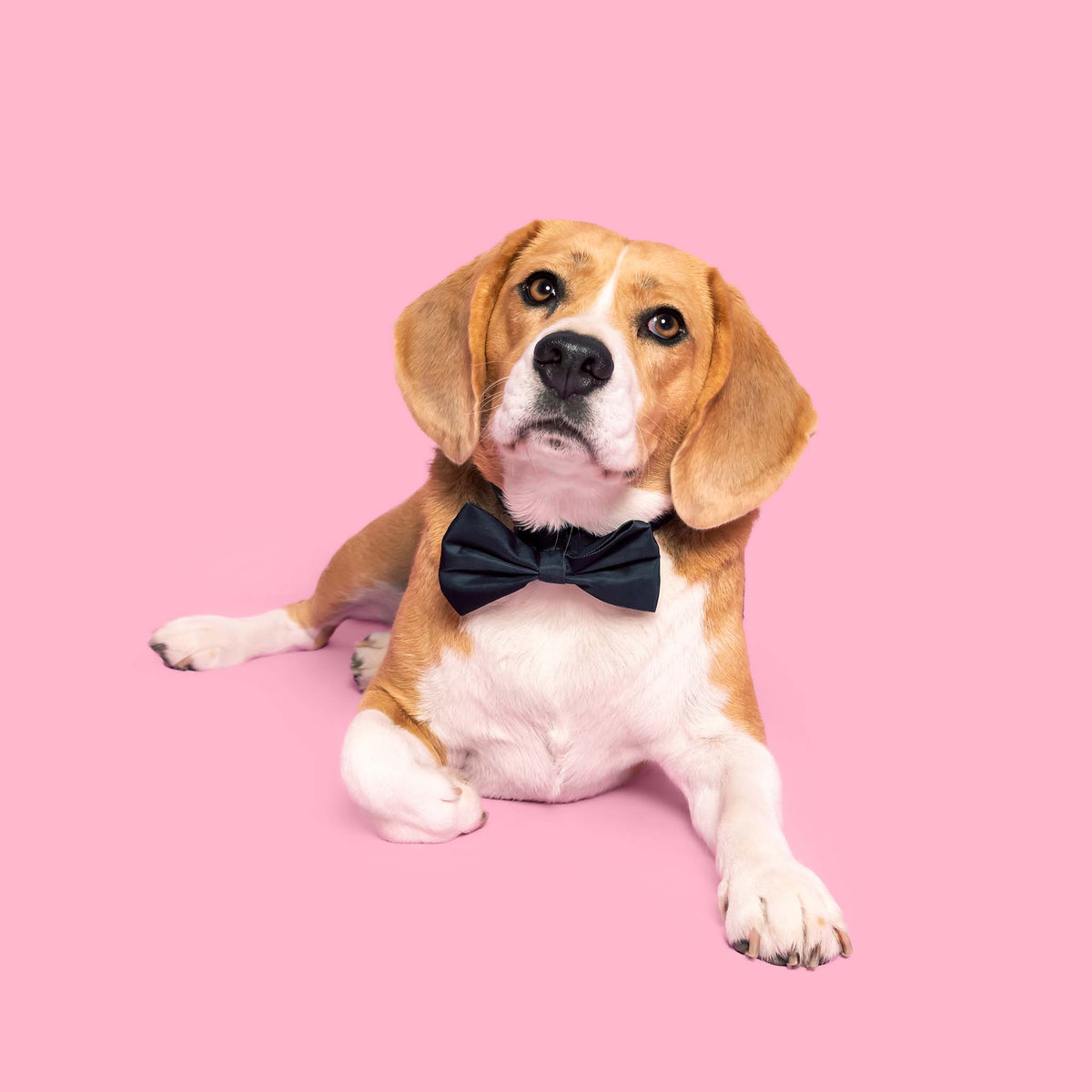 Baby Black - Dog Bow Tie | daisyandpups