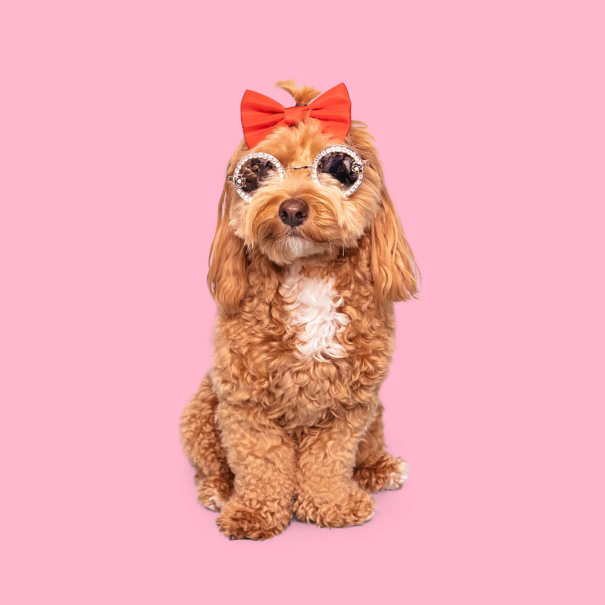 Baby Red - Dog Hair Bow Clip | daisyandpups